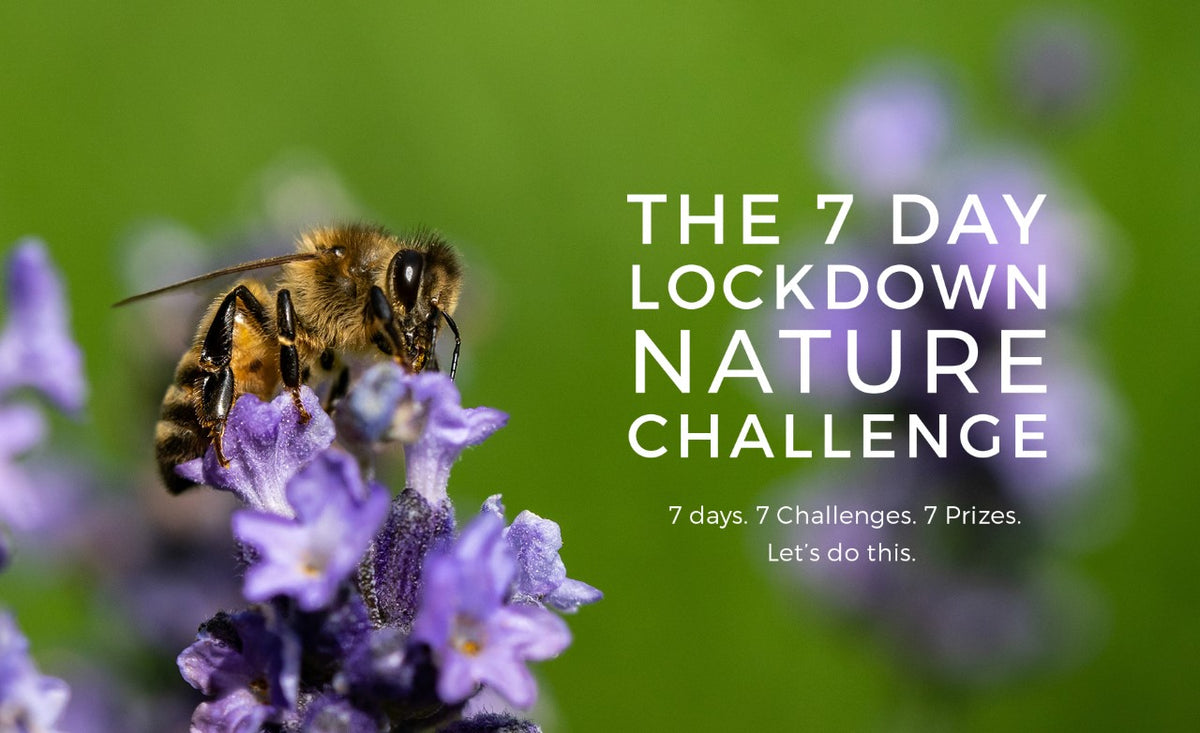 The 7 Day Lockdown Nature Challenge | ioMerino