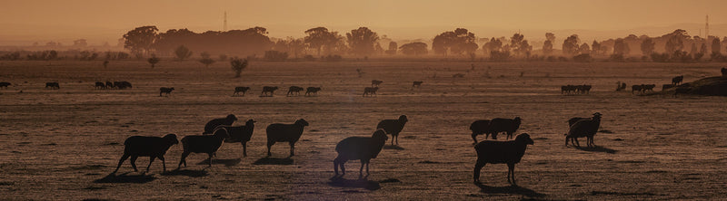 Inside ioMerino - All you need to know about Merino Wool | ioMerino